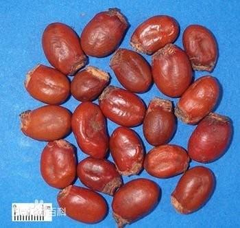 China High quality wholesale natural Litchi Seed Extract, Litchi Extract, Lychee Extract for sale