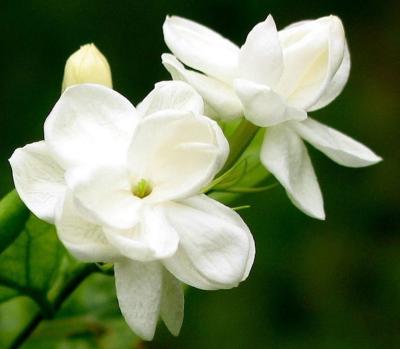 China Jasmine Extract, Jasmine Flower Extract, for sale