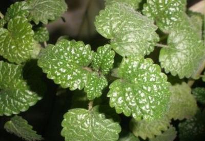 China Catnip Extract,Catnip P.E. Herba Schizonepetae Extract for sale
