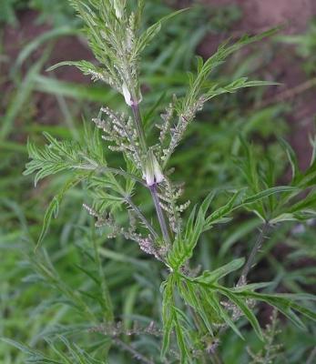 China Nettle Extract, Stinging Nettle Leaf 4:1 PE for sale