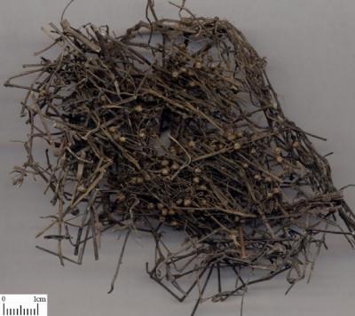 China 10:1 TLC Hedyotis Oldenlandia Extract,Oldenlandia Diffusa Extract,Hedyotis diffusa Willd for sale