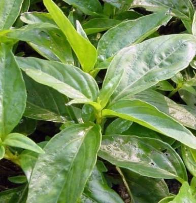 China Common Andrographis Herb Extract/ Andrographolide/  Andrographis Paniculate Extract 50%90% for sale