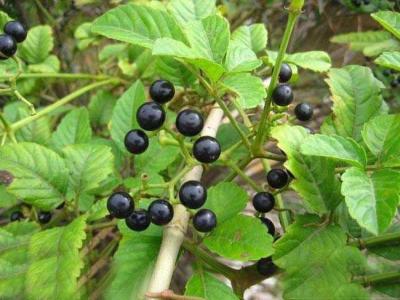 China Facotry Supply Cayratia Japonica P.E. (Japanese Cayratia Herb Extract) for sale