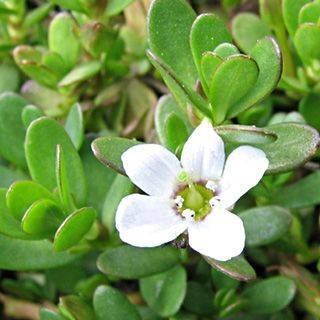China Factory direct sale 100% Natural plant extract powder 10:1 Bacopa monniera extract for sale