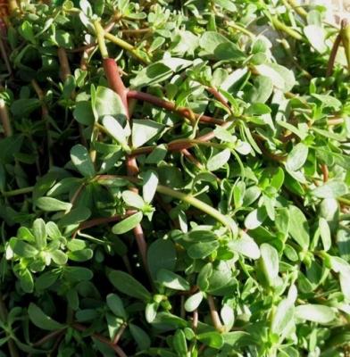 China High Quality antibacterial Plant Extract/Natural Purslane Extract/Portulaca Extract for sale