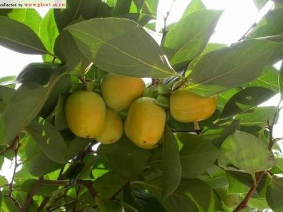 China Diospyros kaki L.f. Extract/ Persimmon Leaf extract for sale