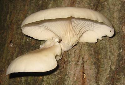 China Pleurotus ostreatus Extract/ Pleurotus ostreatus Extract/ Oyster Mushroom Polysaccharide for sale