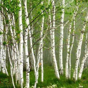 China Natural Herbal ingredient Betulin 80%, 90%, 98%HPLC, Betulinic acid, Birch Bark Extract for sale
