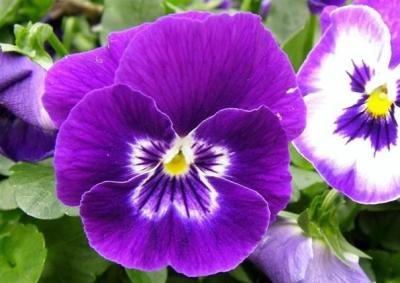 China China supply Pansy Extract/Viola tricolor extract Flower or Whole Herb 10:1,20:1 TLC for sale
