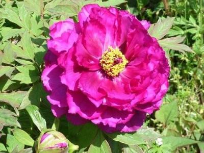 China High quality Cosmetic Ingredients Paeonolum 99%,Paeonia suffruticosa AndrRoot Bark extract for sale