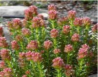 China Rhodiola Rosea extract （Salidroside） for sale