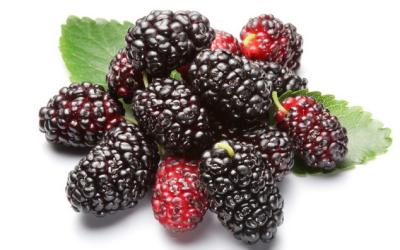China Mulberry Extract/ Mulberry Juice Powder/ Mulberry Coarse Powder/ Anthocyanin/ Morus Alba for sale