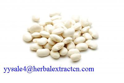 China white kidney bean P.E. for sale