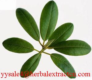 China Corosolic acid(Loquat Leaf Extract) for sale