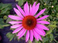 China Echinacea purpurea P.E.（Cichoric acid ,Echinacosides） for sale
