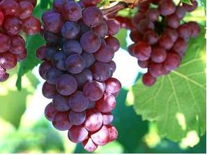 China Grape seed extract for sale