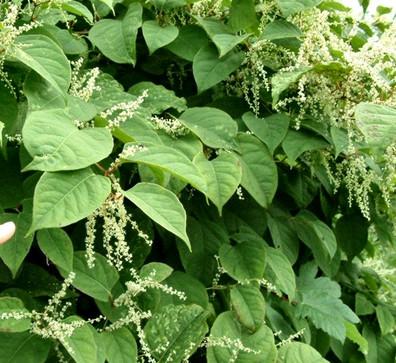 China Resveratrol Extract for sale