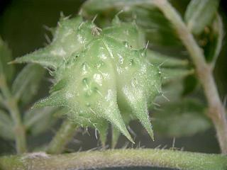 China Tribulus Terrestris P.E. for sale