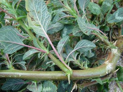 China Hot Selling 10:1 Amaranthus spinosus extract powder for sale