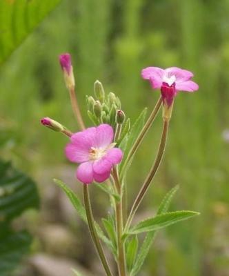 China Whole Herb Extract 10:1 TLC Epilobium Parviflorum Extract for sale