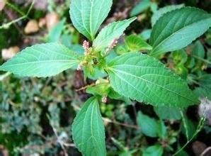 China manufacturer of high quality Acalypha australis extract/Copperleaf extract for sale