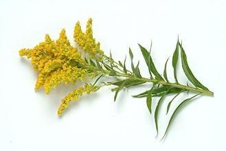 China China manufacturer directly lowest price Solidago Canadensis Extract/Goldenrod Extract for sale