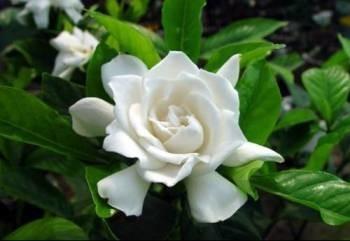 China best price plant extract Antibacterial anti-inflammatory Fructus Gardenia Extract for sale