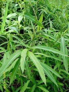 China Hot Sale Top Quality 10:1 Lophatherum Gracile Extract for sale