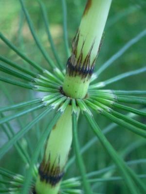 China New and Hot Healthy Horsetail P.E. Horsetail Extract/ Equisetum Arvense Extract for sale