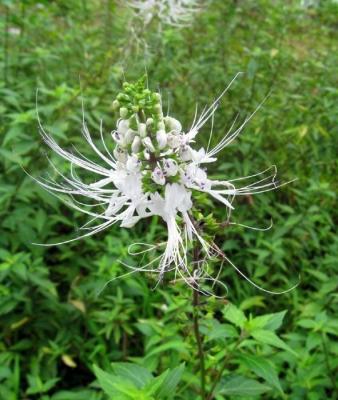 China Orthosiphon Spiralis Powder, Orthosiphon aristatus Extract,Orthosiphon stamineus Extract, for sale