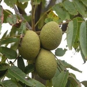 China Chinese supplier Brown fine powder 5:1,10:1 TLC Black Walnut Hull Extract for sale