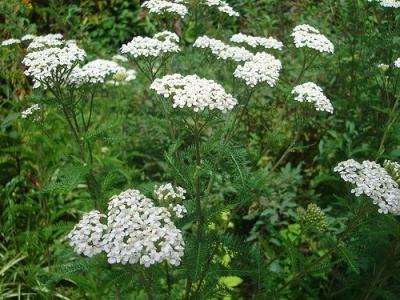 China Whole herb extract 5:1,10:1 TLC Achillea Millefolium Extract, Yarrow Extract for sale