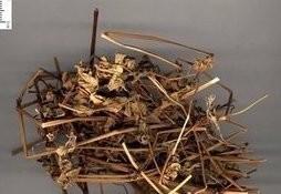 China 10:1 TLC Geranium Brown Yellow fine powder Wilfordii Extract, Geranium robertianum extract for sale