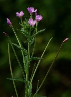 China Chinese willow herb,Fireweed Extract,Epilobium Angustifolium Extract 10% Polyphenols,10:1 for sale