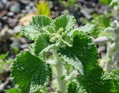 China 10:1 TLC Marrubium vulgare L. whole herb Extract,Black Horehound Extract for sale