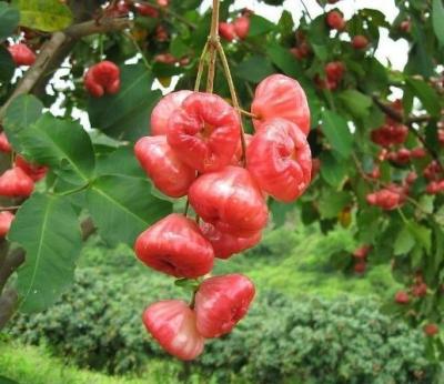 China Natural fruit extract Wax jambo extract glucose 10:1 for sale