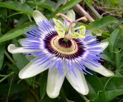 China Anxiety and insomnia Passion Flower extract/Passiflorae herba Extract,5% Flavones UV for sale