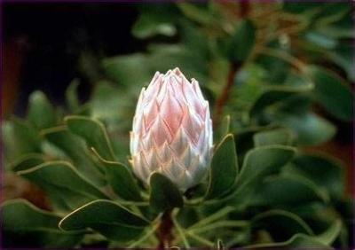 China Yongyuan Bio. Supply Lime flower extract, Fuyu Lime Flower Extract 10:1 TLC for sale