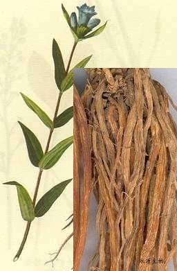 China Gentiopicrin 1.5%,3%HPLC;10:1 Gentiane radix P.E., Gentian Root P.E.,Gentian Extract for sale