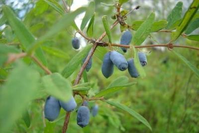 China 100% Natural Lonicera coerulea extract,Sweet berry honeysuckle extract Anthocyanin 5%, 25% for sale