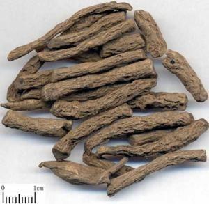 China Kali Musli Extract/ 10:1 curculigo Rhizome Extract Rhizoma Curculiginis Extract for sale