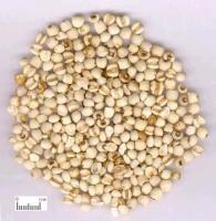China Hot Sale Natural Organic semen coicis extract/Semen Coicis P.E. Coix seed flour for sale
