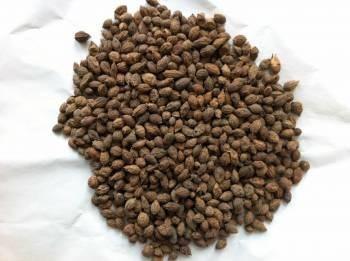 China Manufacterer Supply Natural Sharpleaf Galangal Fruit Extract 10:1 for sale