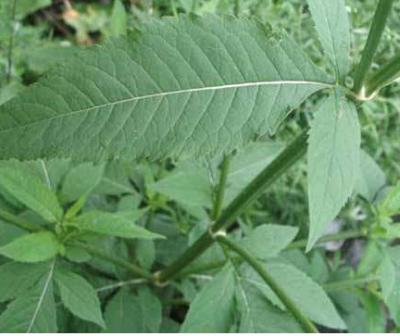 China Highl quality 100% lowest price 100% pure natural Dipsacus Root Powder Extract for sale