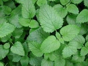 China 10:1 Melissae folium Extract/ Lemon balm Extract/ Melissa Officinalis Extract for sale