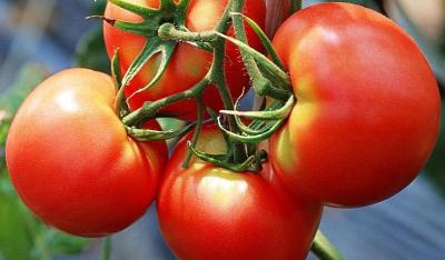 China 100% Natural Solanum lycopersicum Tomato Extract/Lycopene/ Love Apple Extract for sale