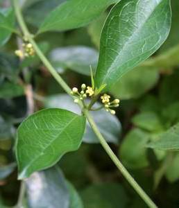 China Gymnema Seed Extract/ Gymnemic 25% 75% /Gymenma Leaf Powder/Gymnema Sylvestre Extract for sale