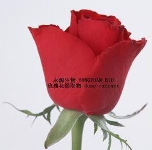 China 100% Natural Rose extract/ Rose petals extract 10:1 powder for sale