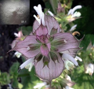 China nature Purple perilla Seed powder Extract Sclareolide 97% HPLC for sale