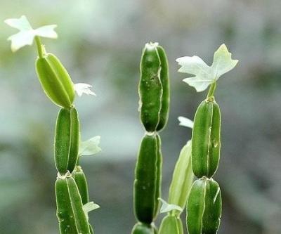 China China supply 100% natural Cissus Quadrangularis Extract for sale